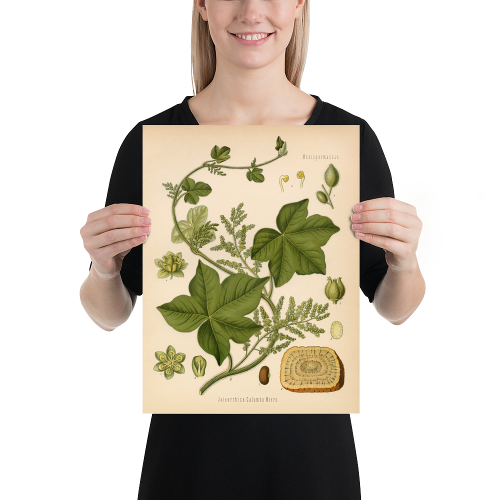 Columba Medicinal Plant (Jatrorhiza Palamata) - Botanical Print ...