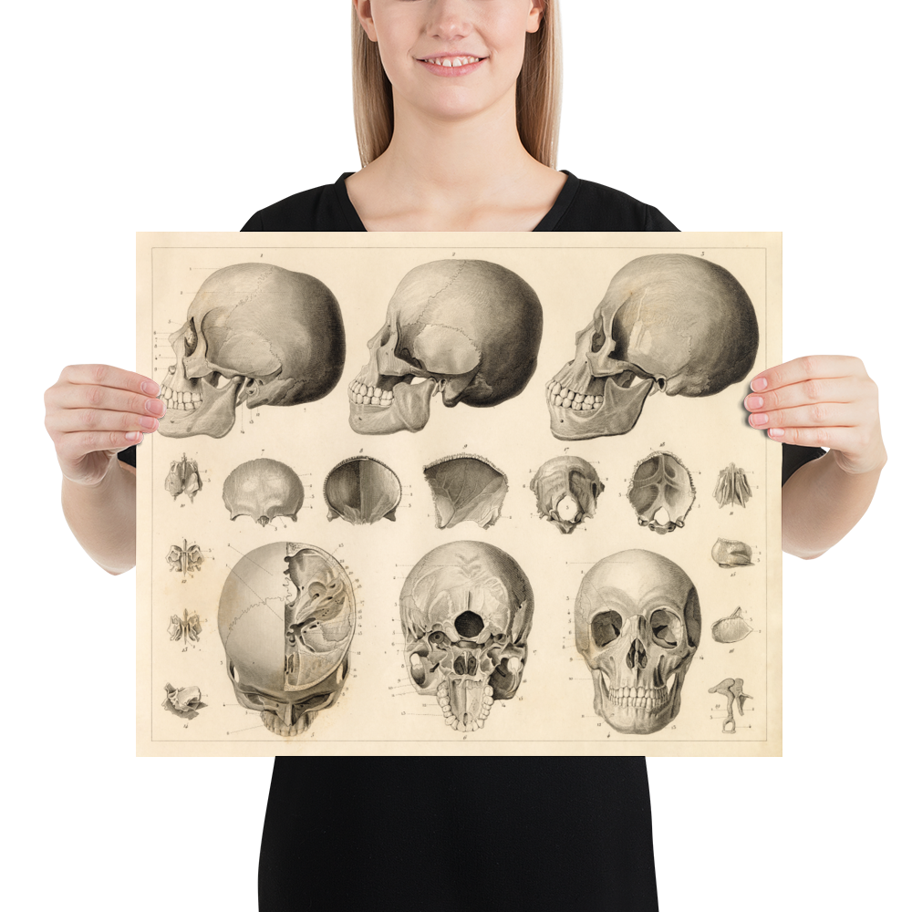 Antique Anthropology Print - Sections of the Human Skull – Century Prints